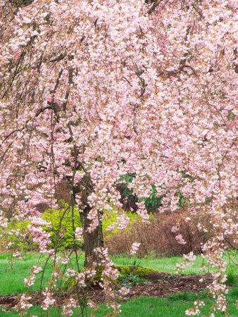 'Flowering Cherry Tree, Seattle Arboretum, Washington, USA ...
