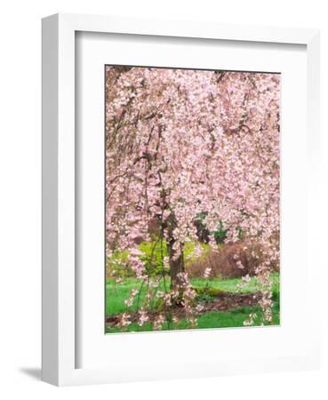 'Flowering Cherry Tree, Seattle Arboretum, Washington, USA ...
