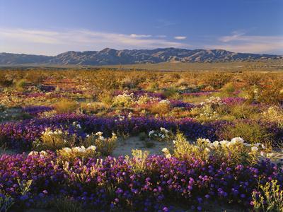 'Flowers Growing on Desert Landscape, Sonoran Desert, Anza Borrego ...