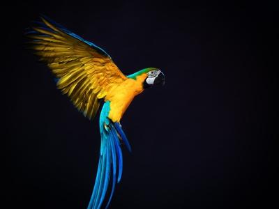 'Flying Ara On A Dark Background' Photographic Print - NejroN Photo ...