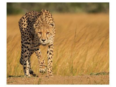 'Focused Intensity' Print | AllPosters.com