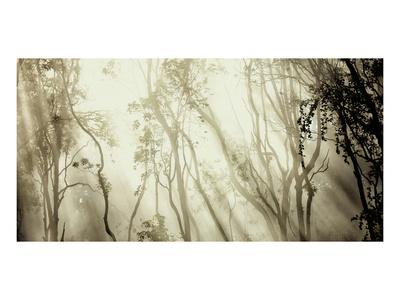 'Fog' Posters | AllPosters.com