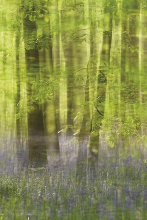 'Forest Illusion' Giclee Print - Wild Wonders of Europe | AllPosters.com