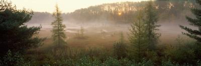 'Forest, Northern Highland-American Legion State Forest, Vilas County ...