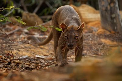 'Fossa - Cryptoprocta Ferox Long-Tailed Mammal Endemic to Madagascar ...