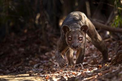 'Fossa male prowling in dry deciduous forest, Madagascar' Photographic ...