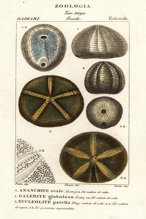 'Fossils of Extinct Sea Urchins: Echinocorys (Ananchites) 1, Galerites ...