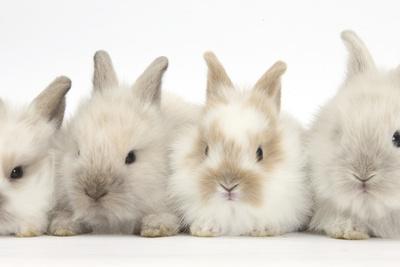 'Four Baby Lionhead Cross Lop Bunnies in a Row' Photographic Print ...