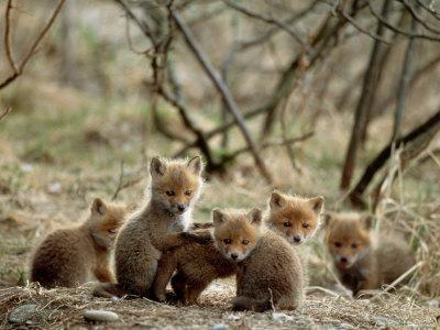 'Fox Cubs' Photographic Print | AllPosters.com