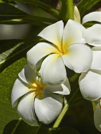 'Frangipani Flowers (Plumeria), Nadi, Viti Levu, Fiji, South Pacific ...