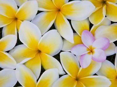 'Frangipani Flowers' Photographic Print - Darrell Gulin | AllPosters.com