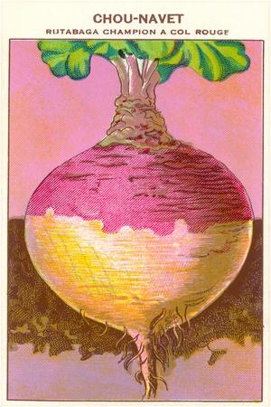 'French Rutabaga Seed Packet' Prints | AllPosters.com