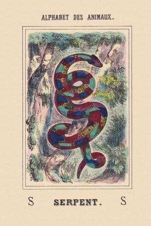 S: Serpent, 1850 1860 (Engraving) Giclee Print - French School ...