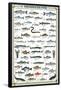 'Fresh Water Fish Educational Poster' Poster | AllPosters.com