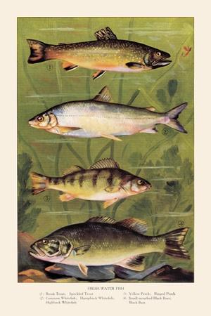 'Freshwater Fish' Posters | AllPosters.com