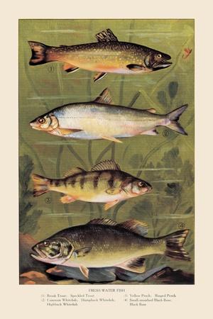 'Freshwater Fish' Posters | AllPosters.com