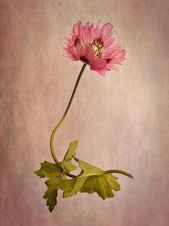'Frilly poppy' Photo | AllPosters.com