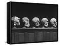 'Display of Skulls Demonstrating Human Evolution' Photographic Print ...
