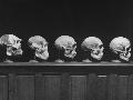 'Display of Skulls Demonstrating Human Evolution' Photographic Print ...
