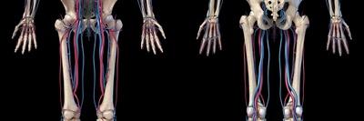 'Front and back view of hip, limbs and hands of skeletal system with ...