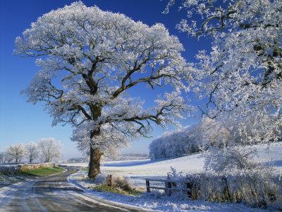 'Frosted Tree at Roadside and Rural Winter Scene, Lincolnshire, England ...