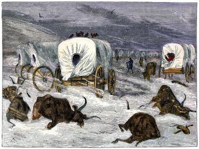 'Frozen Chuck Coupling Oxen in the Great Plains Blizzard Precoce ...