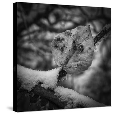 'Frozen Still' Stretched Canvas Print - Andrew Geiger | AllPosters.com