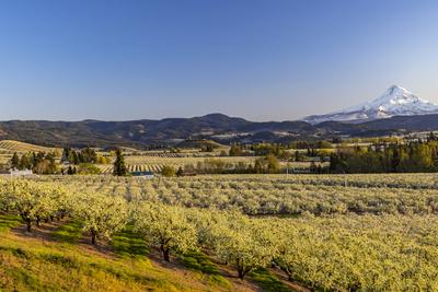 'Fruit orchards in full bloom with Mount Hood in Hood River, Oregon ...