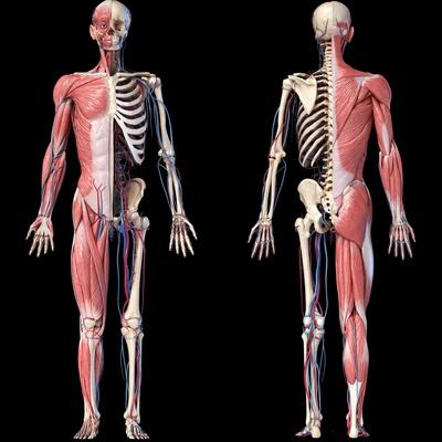'Full body views of human skeletal and muscular systems on black ...