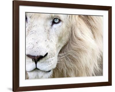 'Full Frame Close Up Portrait of a Male White Lion with Blue Eyes ...