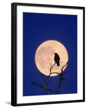 'Full Moon over Raven in Tree' Photographic Print - Aaron Horowitz ...