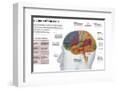 'Functions of the brain.' Photographic Print | AllPosters.com