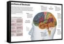 'Functions of the brain.' Photographic Print | AllPosters.com
