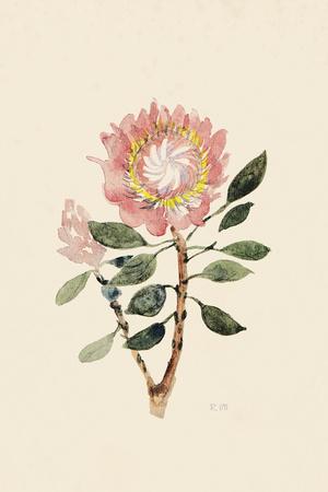'Fynbos' Giclee Print - The Vintage Collection | AllPosters.com