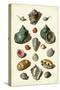 Muller Shells, Tab. V Print - Gabriel Muller | AllPosters.com