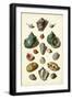 'Muller Shells, Tab. V' Print - Gabriel Muller | AllPosters.com