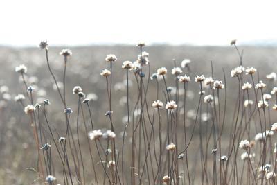 'Gracious Cleone' Giclee Print - Gaetan Caron | AllPosters.com