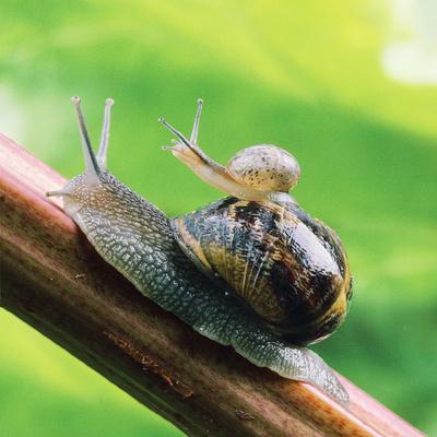 'Garden Snail Adult with Baby on its Back' Photographic Print ...