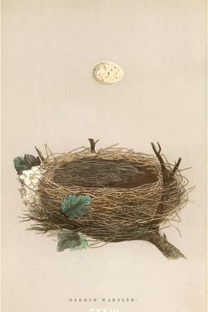 'Garden Warbler Egg and Nest' Posters | AllPosters.com