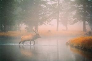 Affordable Elk (Color Photography) Posters for sale at AllPosters.com