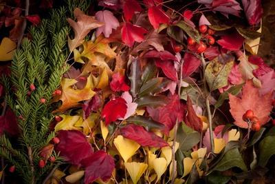 Mixed Leaves Photographic Print - GD_PHOTO_DESIGN | AllPosters.com