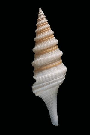 'Gemmula Cosmoi' Photographic Print - Paul Starosta | AllPosters.com