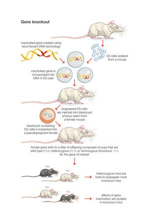 'Gene Knockout. Recombinant Dna Technology, Genetic Engineering ...