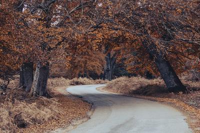 'Gentle Path' Giclee Print - Matt Roseveare | AllPosters.com