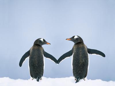 'Gentoo Penguin Pair 'Holding Hands'' Photographic Print | AllPosters.com