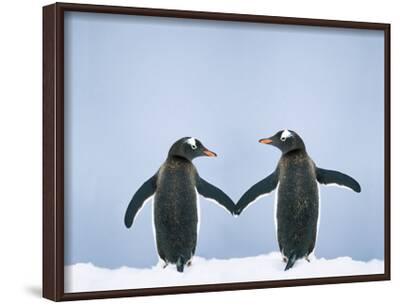 'Gentoo Penguin Pair 'Holding Hands'' Photographic Print | AllPosters.com