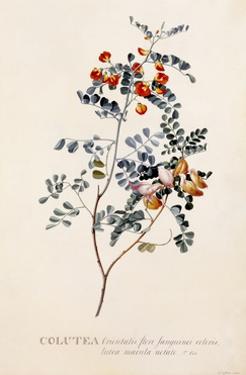 Georg Dionysius Ehret Posters, Prints, Paintings & Wall Art ...