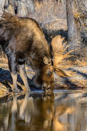 'Bull Moose drinking from mountain stream, USA' Photographic Print ...