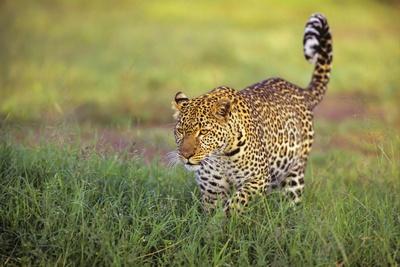 'Leopard walking through grass, Masai Mara National Reserve ...