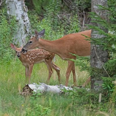'White-tailed deer doe with fawn in woodland, USA' Photographic Print ...